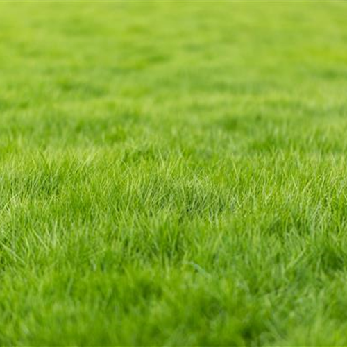 Gärtnerei Eberlein - da blüh`ich auf